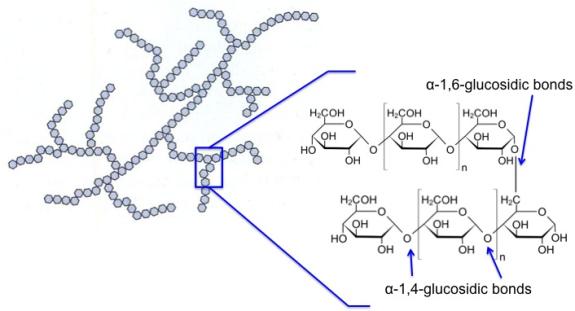 5.2a Starch | EGEE 439: Alternative Fuels from Biomass Sources